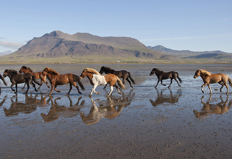 Islandske Heste i Island – Lær den Islandske hest at kende - Ridning