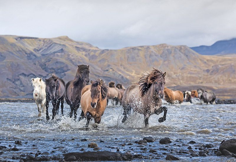 Islandske Heste i Island – Lær den Islandske hest at kende - Ridning