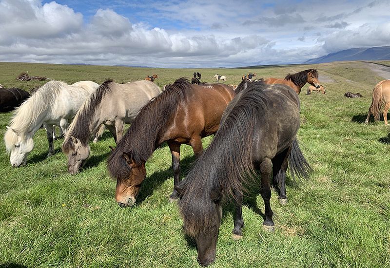 Islandske Heste i Island – Lær den Islandske hest at kende - Ridning