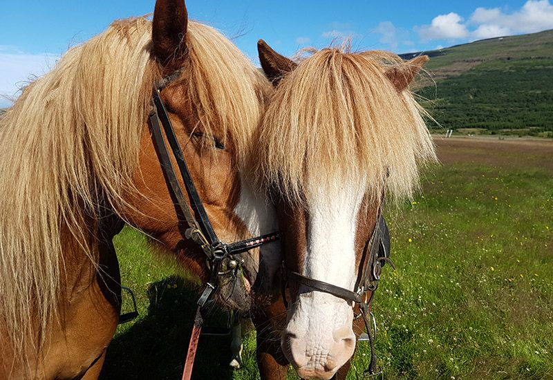 Islandske Heste i Island – Lær den Islandske hest at kende - Ridning